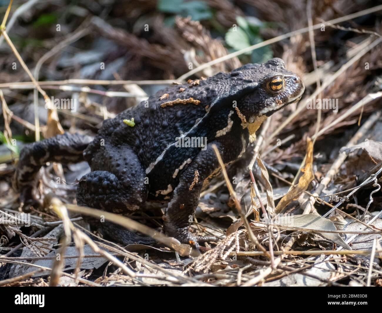 A Japanese common toad, Bufo japonicus, walks through a dense forest ...