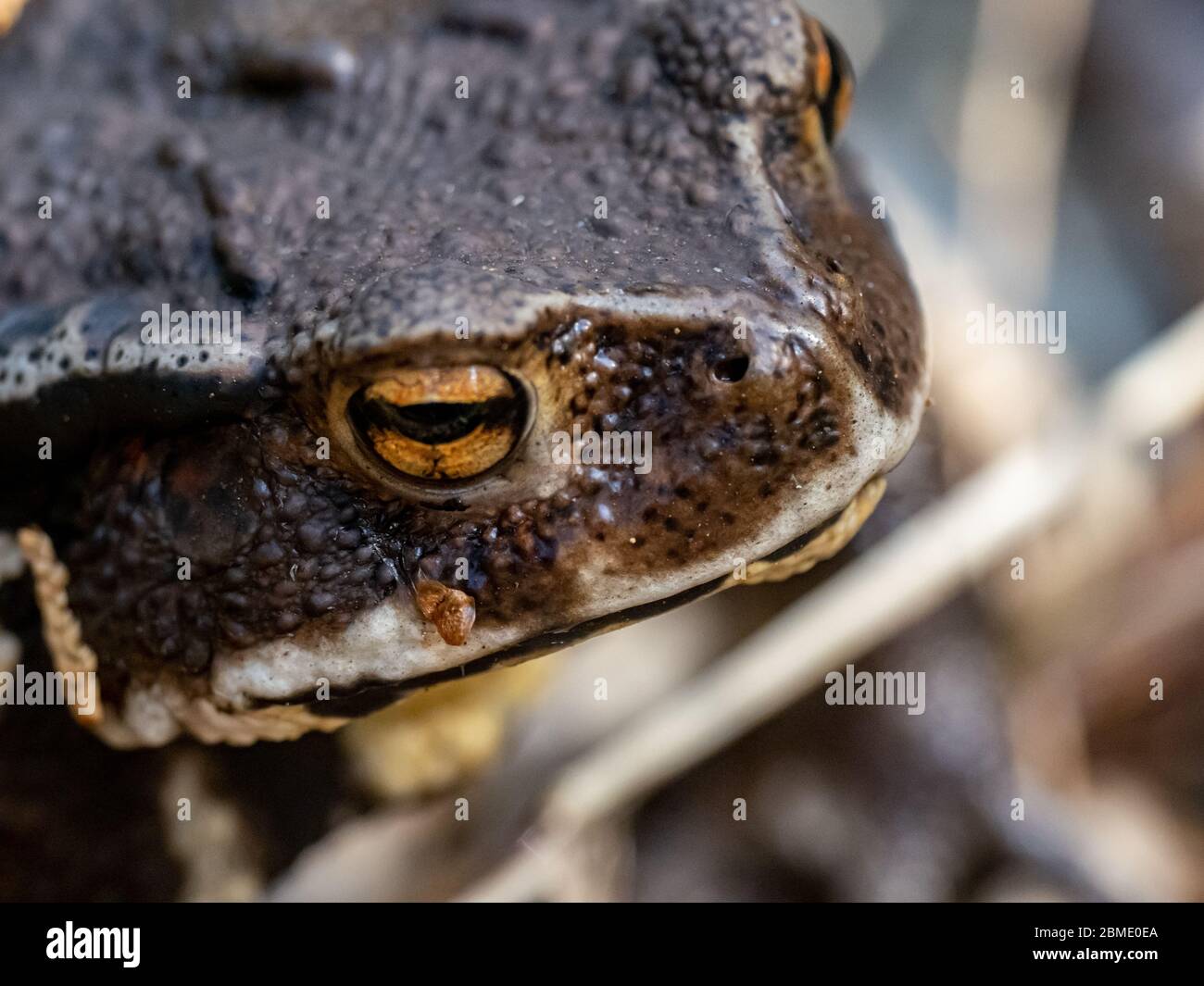A close-up of a Japanese common toad, Bufo japonicus, walks through a ...