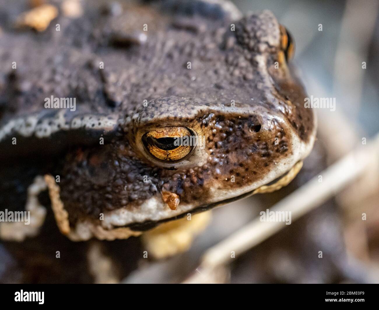 A close-up of a Japanese common toad, Bufo japonicus, walks through a ...