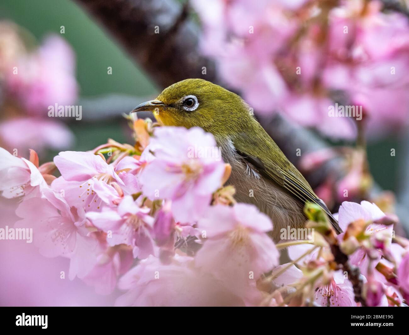 A Japanese white-eye, also called a warbling white-eye or mountain ...