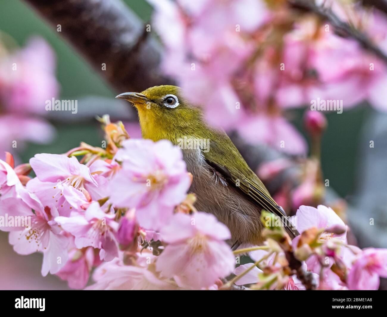 A Japanese white-eye, also called a warbling white-eye or mountain ...