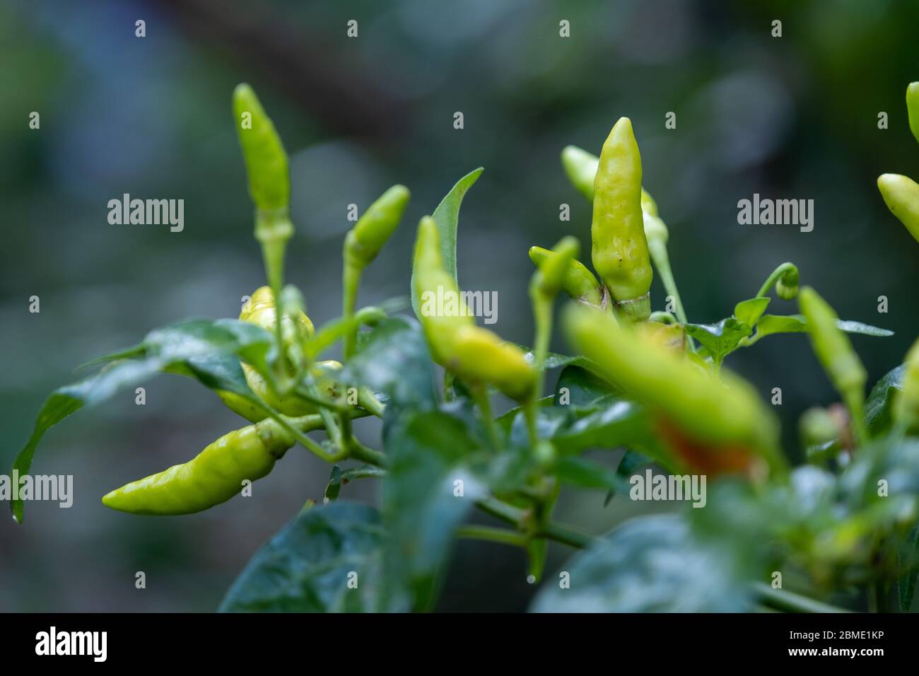 Green chilli tree hi-res stock photography and images - Alamy