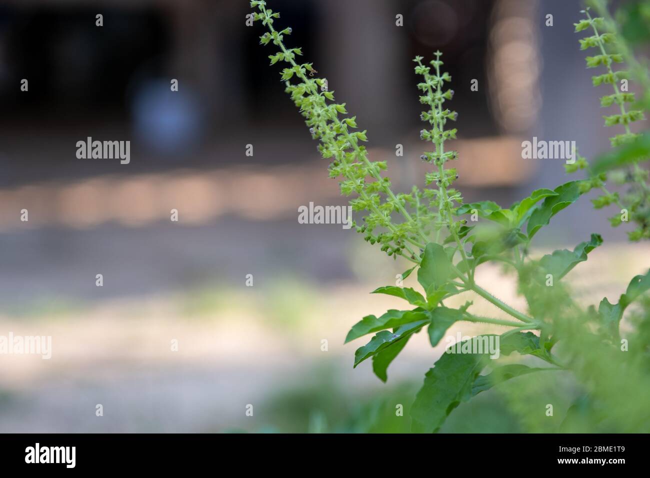 The Fresh basil plant tree on nature background - Green leaf and purple ...