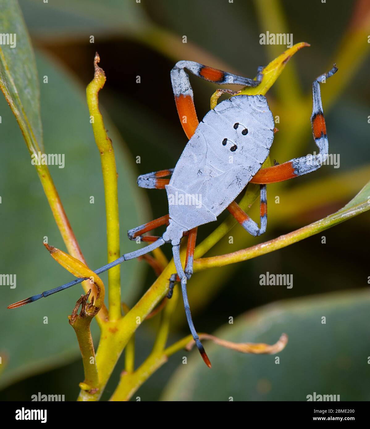 Amorbus robustus hi-res stock photography and images - Alamy