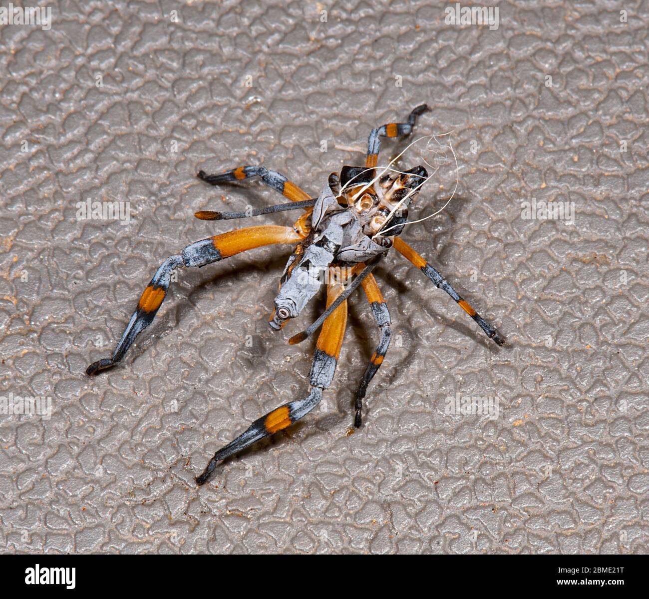 Close-up of the exoskeleton of a Eucalyptus Tip-wilter Bug or Clown Bug ...