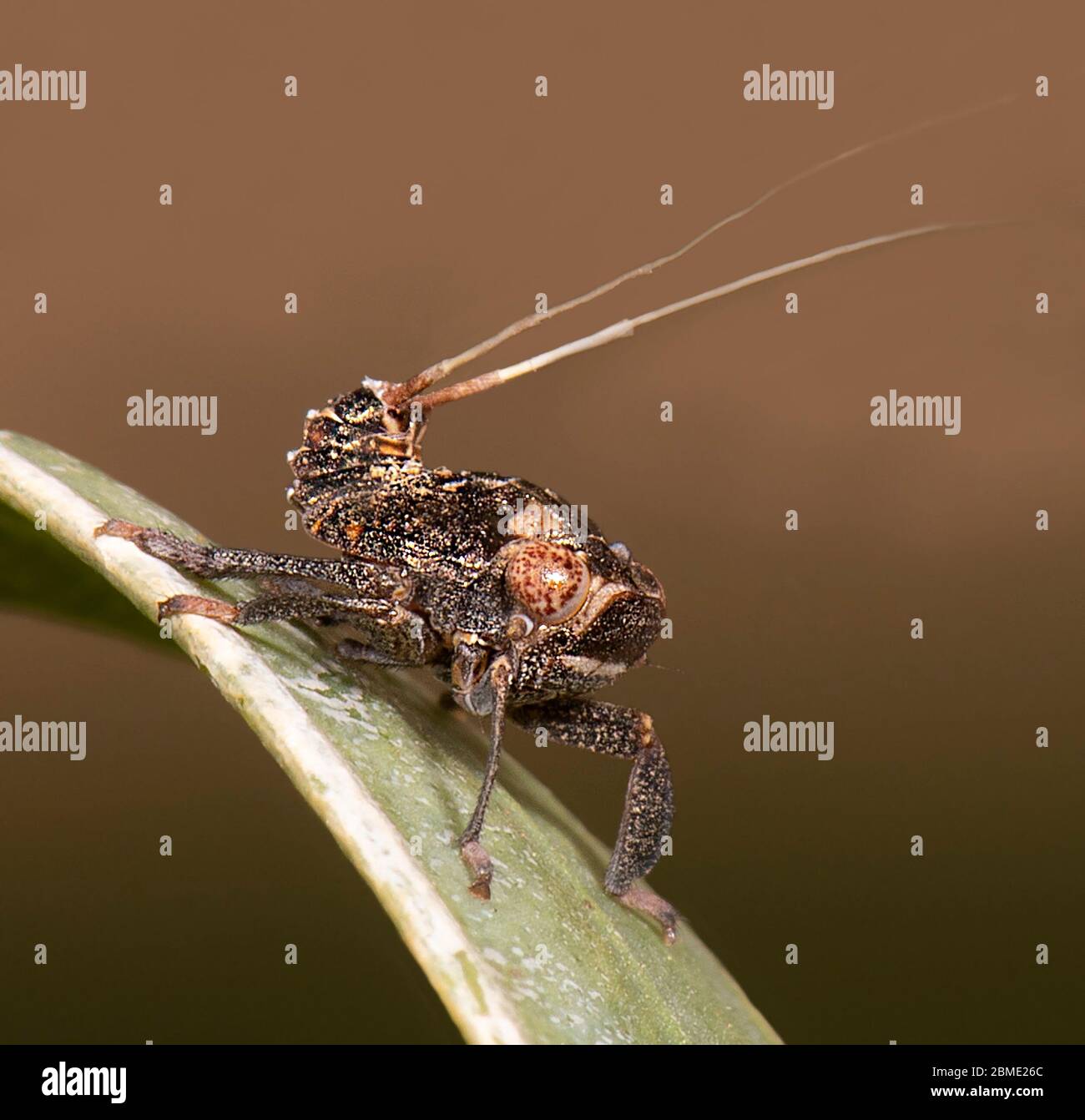 Planthopper australia hi-res stock photography and images - Alamy