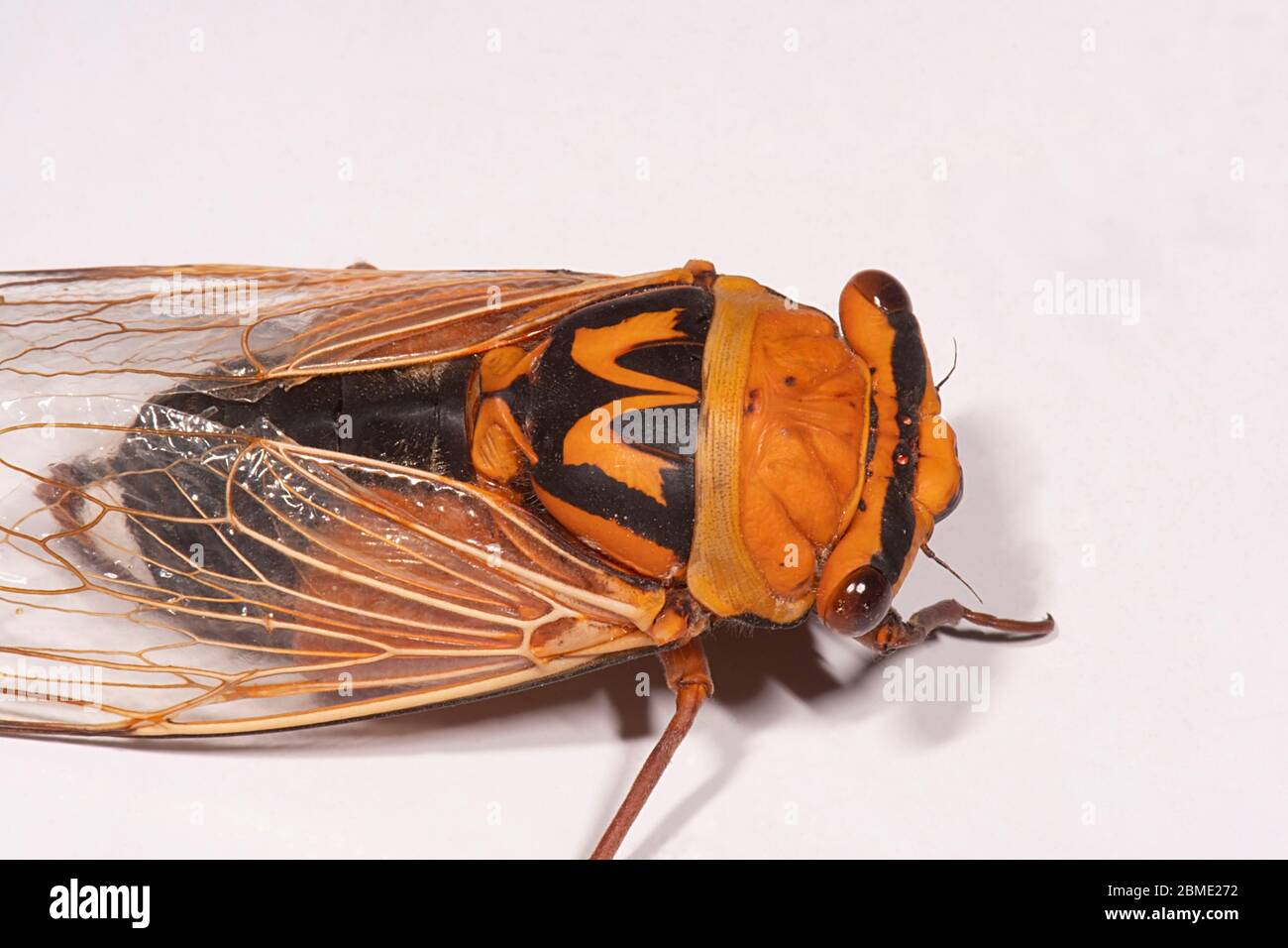 Yellow monday cicada hi-res stock photography and images - Alamy