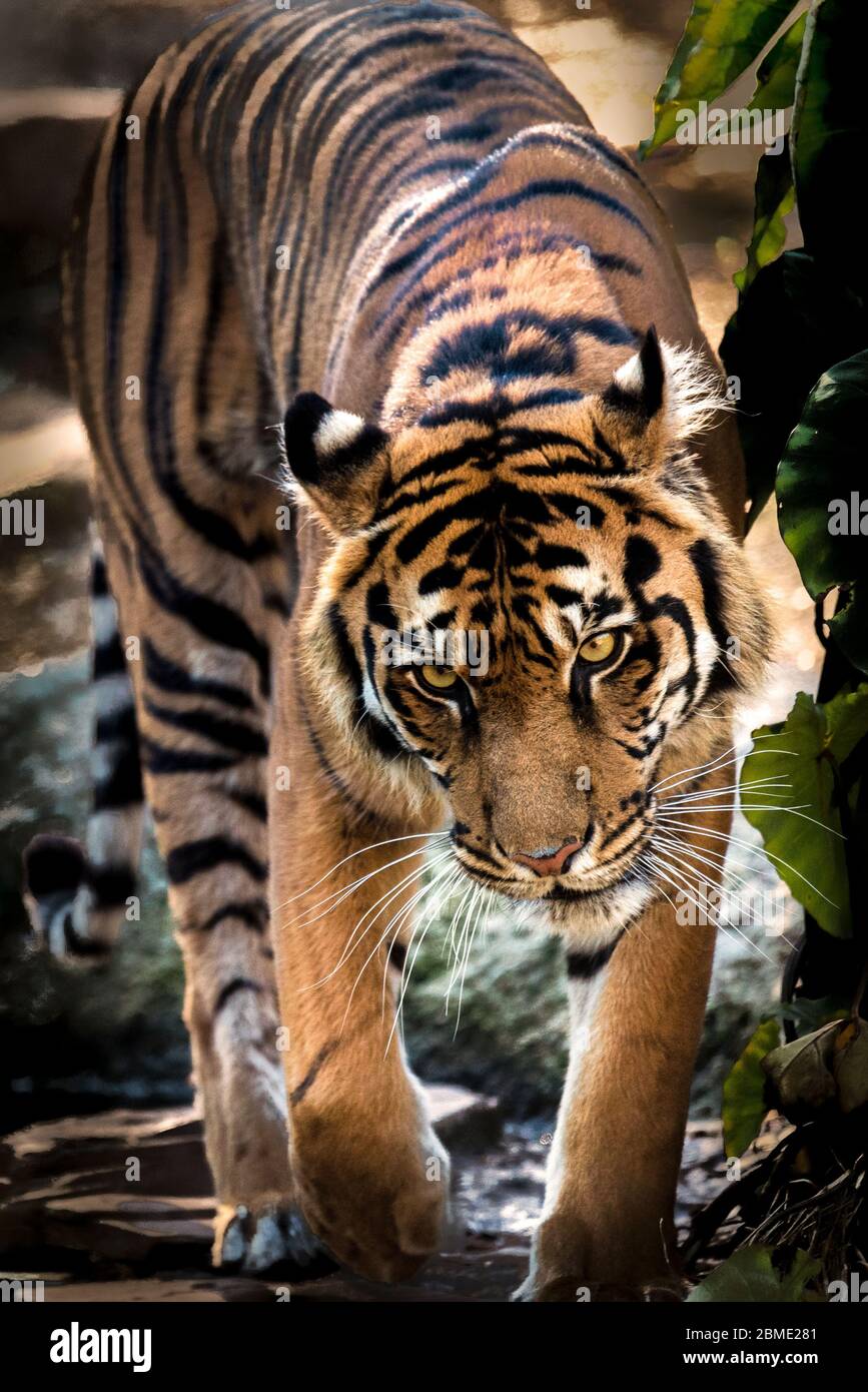 Tiger face hi-res stock photography and images - Alamy