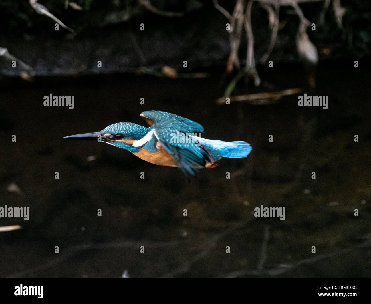 A colorful common kingfisher, Alcedo atthis bengalensis, flies over the ...