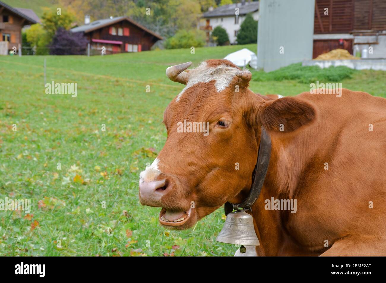 Cow grindelwald switzerland hi-res stock photography and images - Alamy
