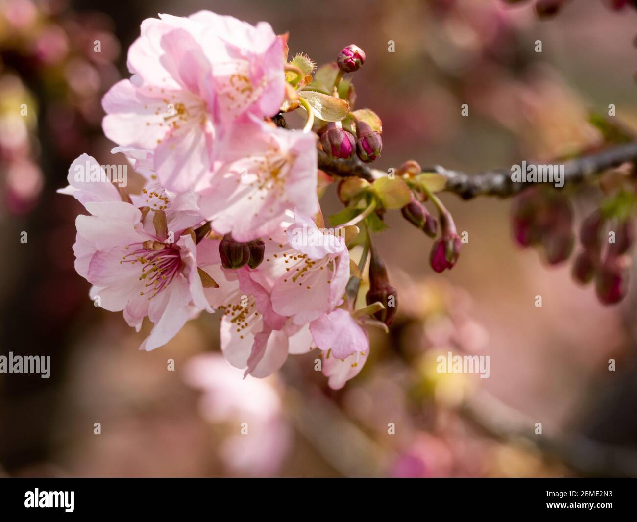 Japanese plum blossoms, prunus mume, or ume in Japanese, bloom in a ...