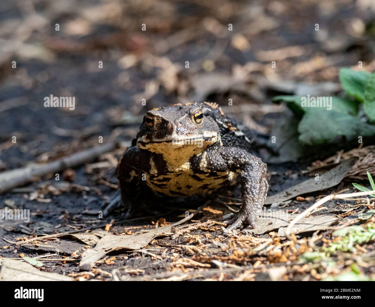 A Japanese common toad, Bufo japonicus, walks through a dense forest ...