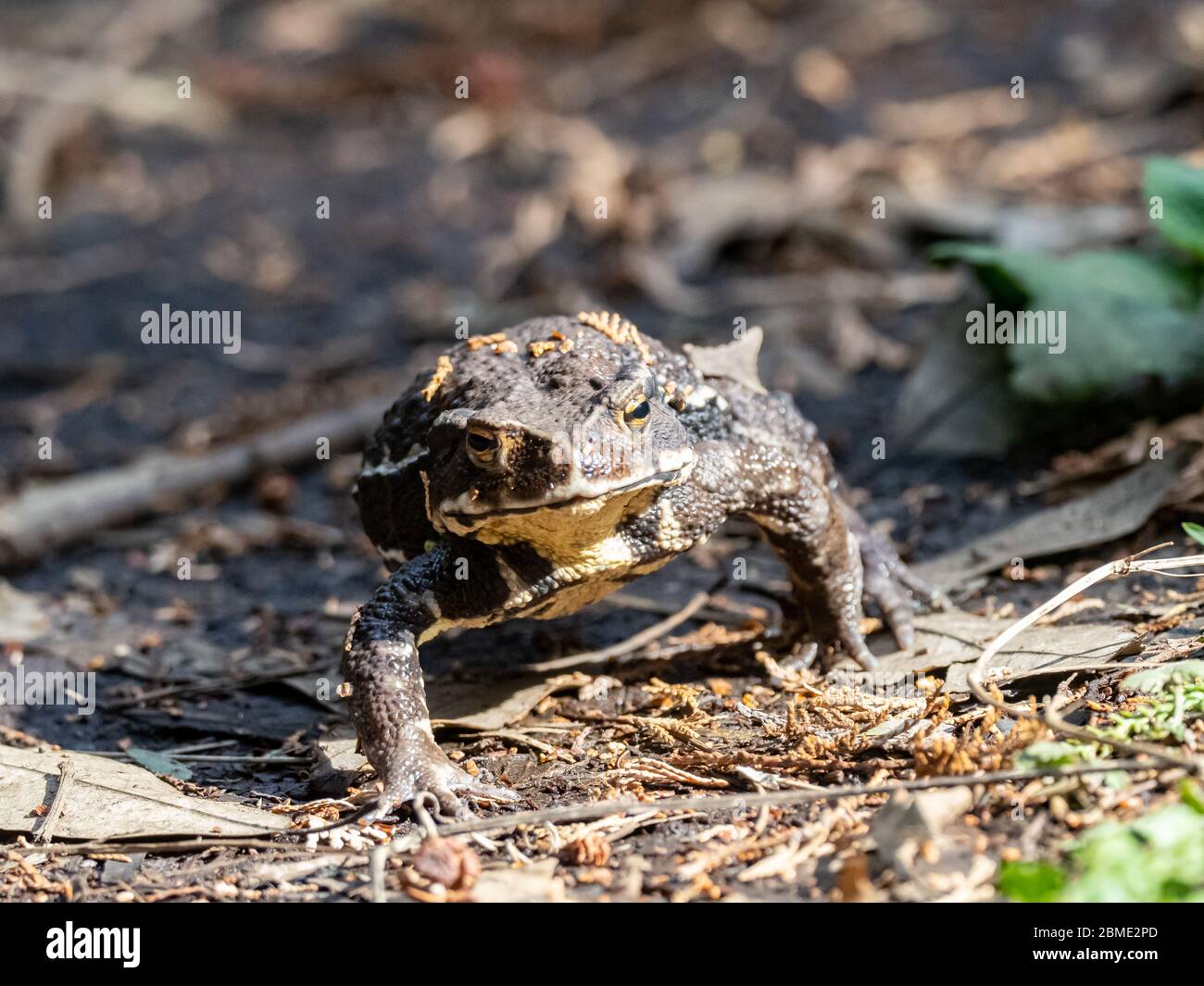 A Japanese common toad, Bufo japonicus, walks through a dense forest ...