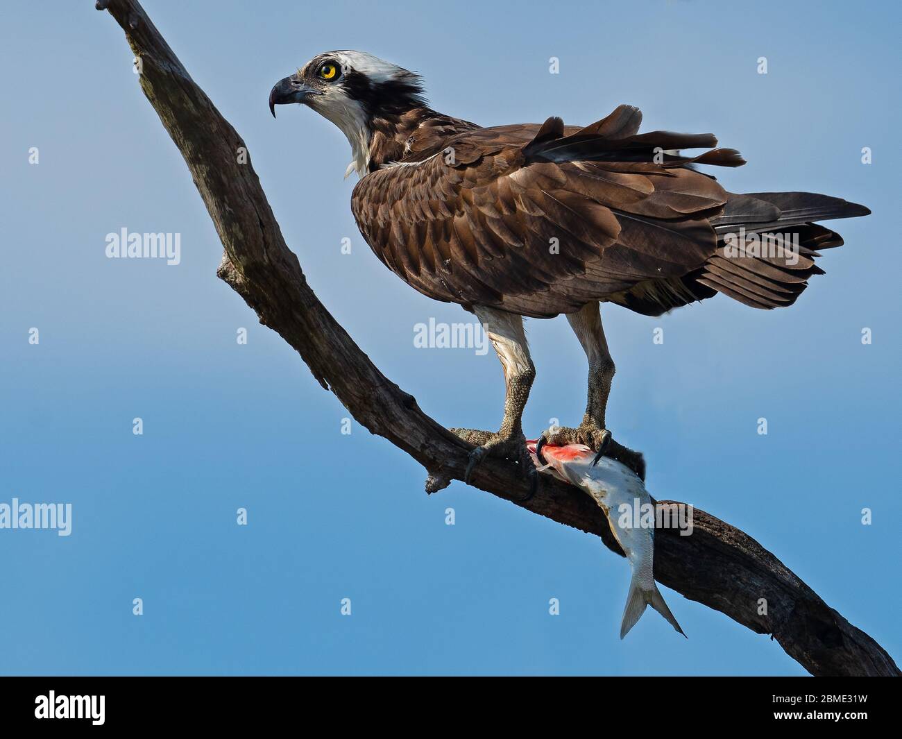 Osprey In Tree Eating Fish Stock Photo - Alamy