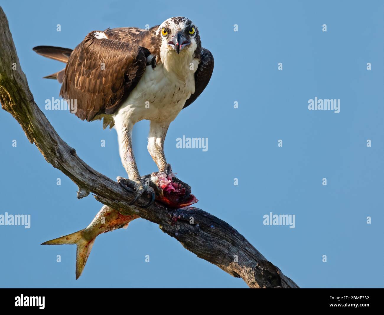 Osprey In Tree Eating Fish Stock Photo - Alamy