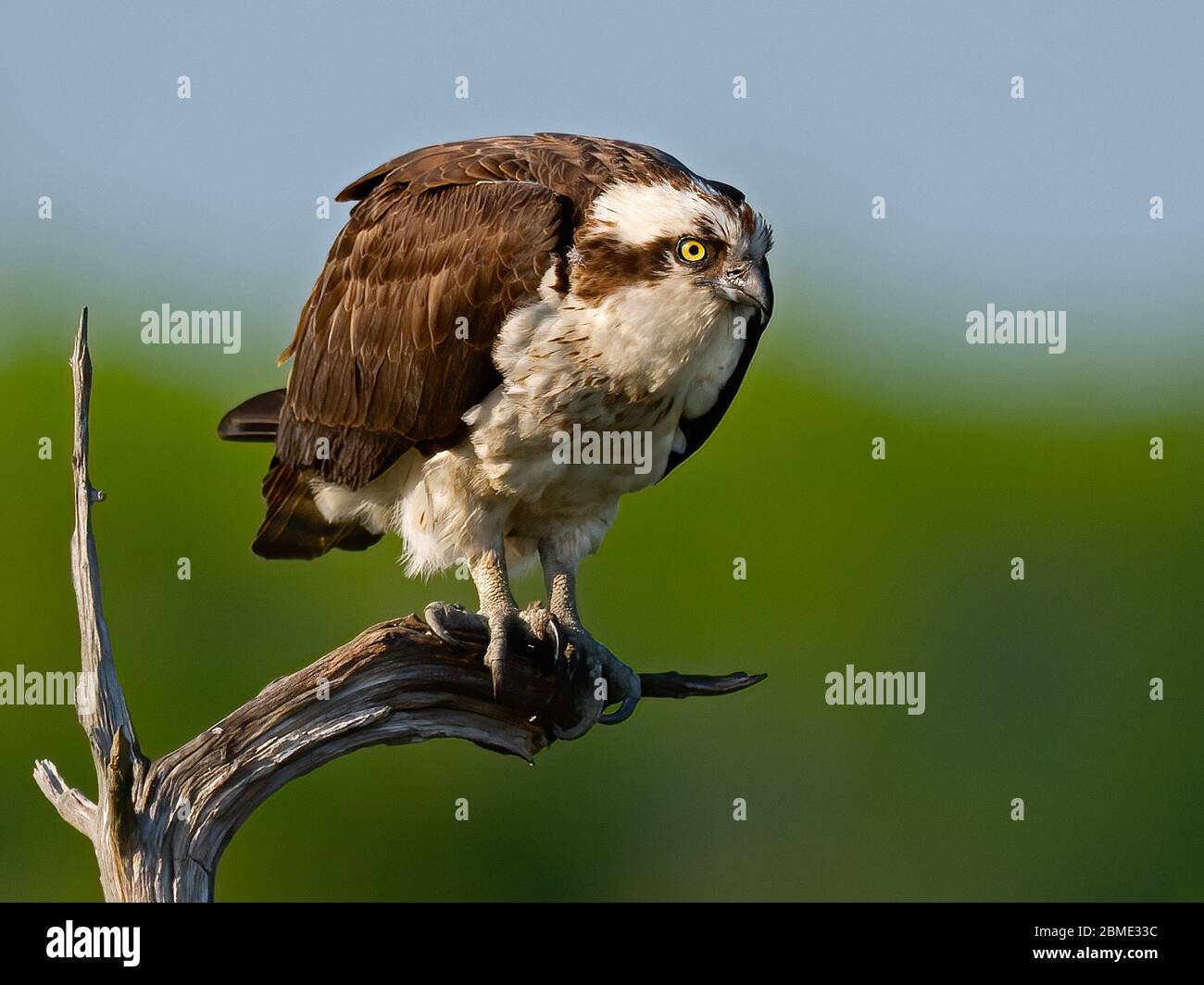 Osprey sitting in tree hi-res stock photography and images - Alamy