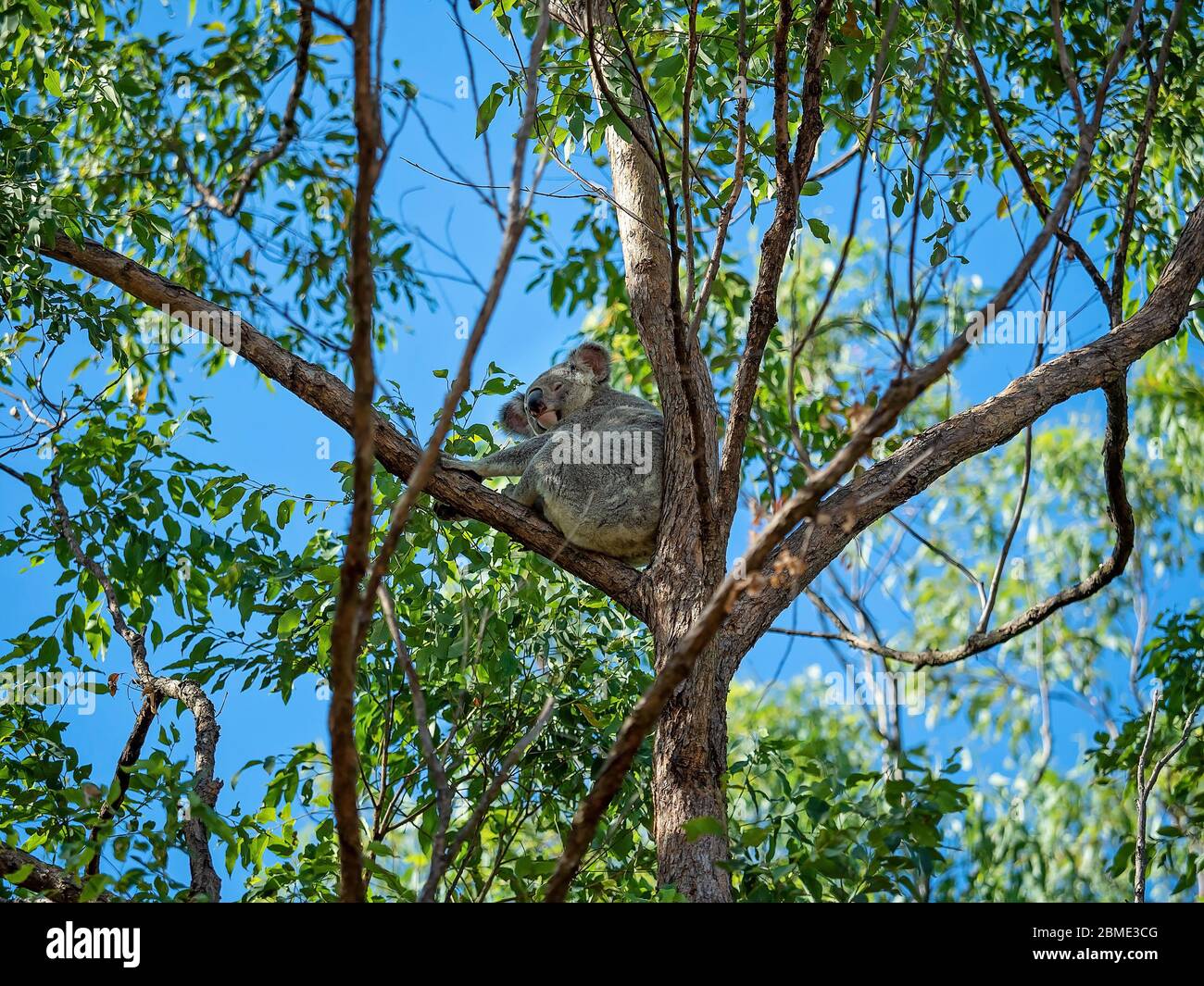 An Australian koala sitting on the branch of a tree in his native ...