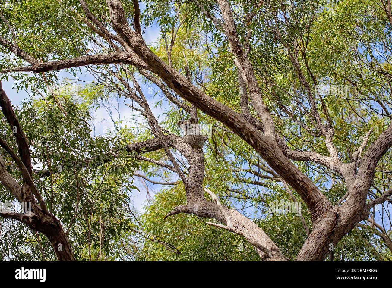 An Australian koala sitting on the branch of a tree in his native ...