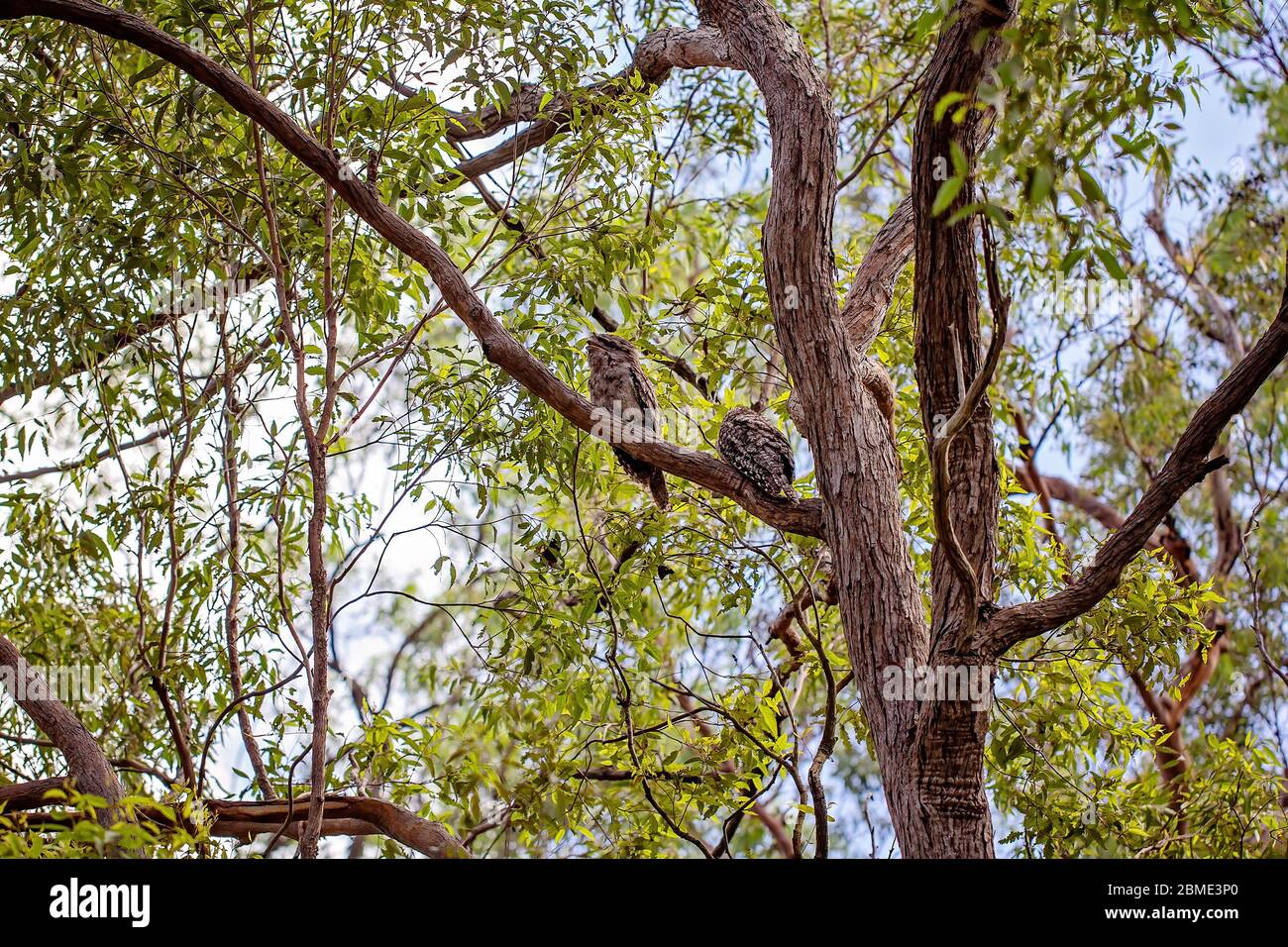 Frog face owl hi-res stock photography and images - Alamy