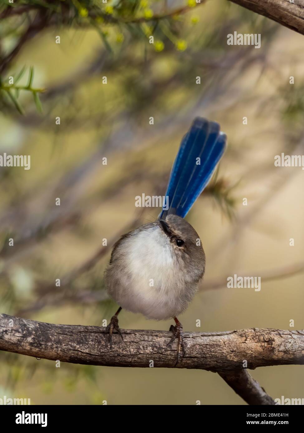 Brown bird with blue tail, female Himalayan Bluetail (Tarsiger ...