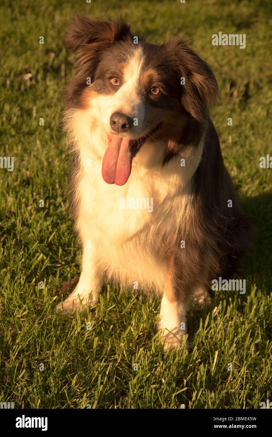Sam the Blue Tri colored Border Collie Stock Photo - Alamy