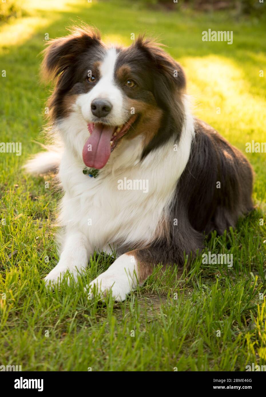 Sam the Tri colored Border Collie, having a rest after playing ball ...