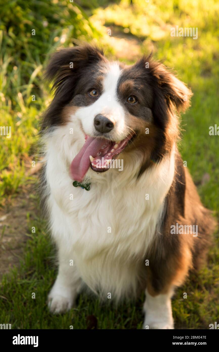 Are All Border Collies Long Haired