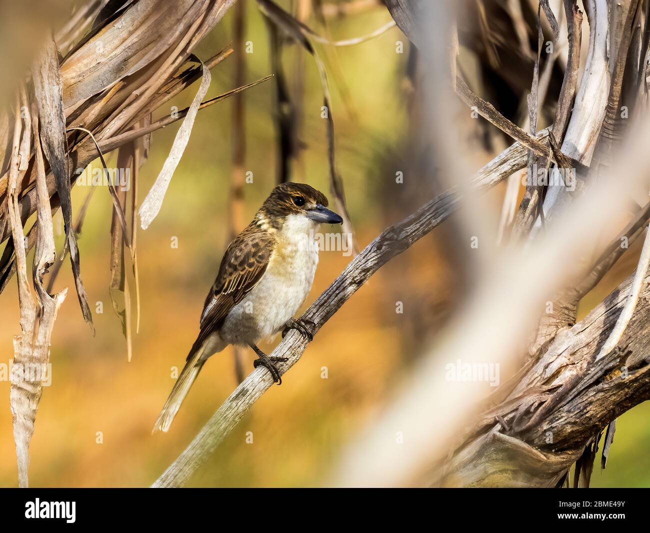 A juvenile Grey Butcherbird (Cracticus torquatus) with a olive-brown ...