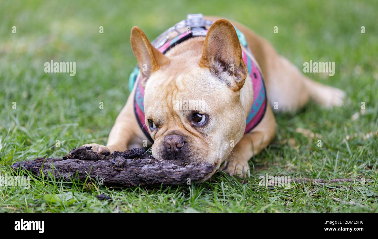 Male on tree bark hi-res stock photography and images - Alamy