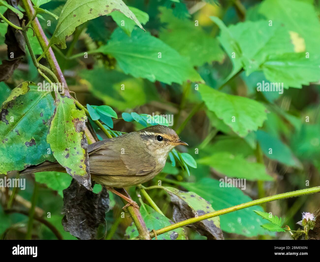 Dusky Warbler (Phylloscopus fuscatus) is a small dark skulking bird ...