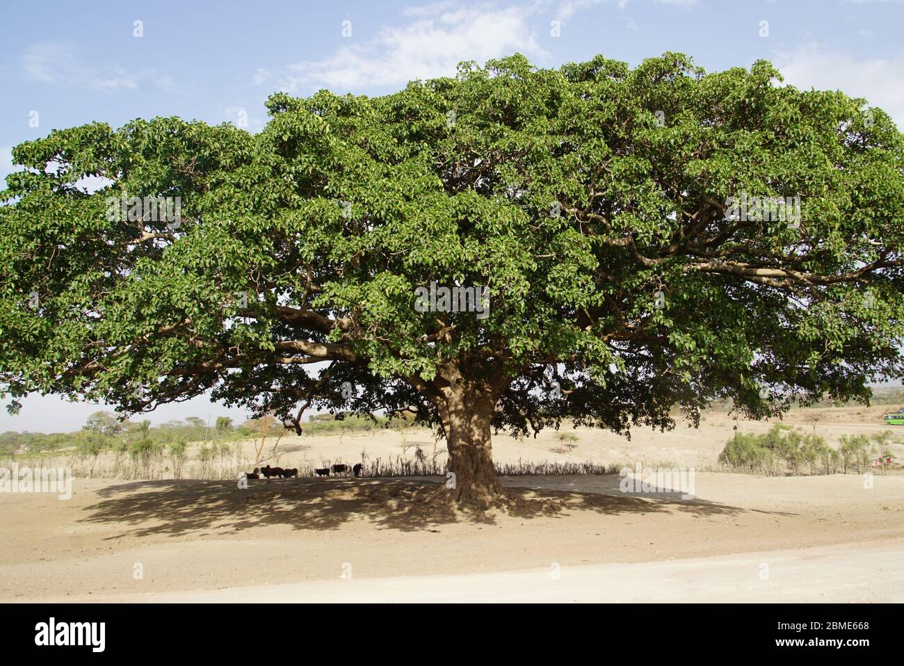 Majestic, shade-spending Acacia Tree in an arid Landscape Stock Photo - Alamy