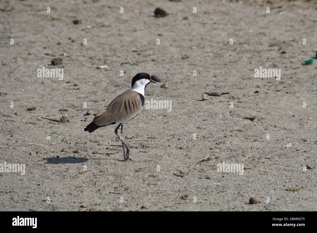 African Jacana Bird walking on Mud Stock Photo - Alamy