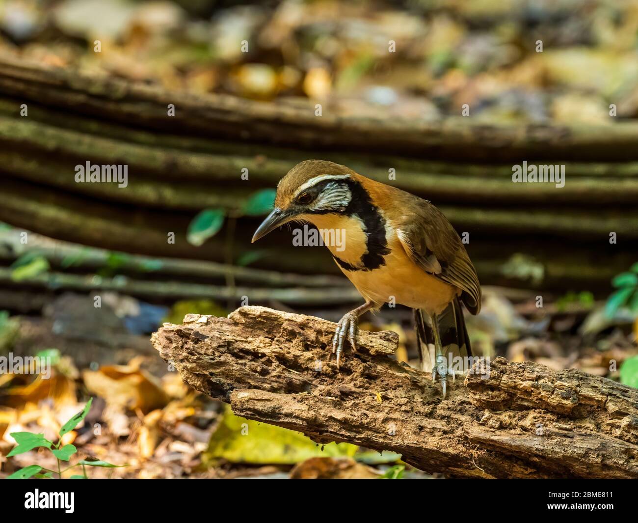 The Greater Necklaced Laughingthrush (Garrulax pectoralis) is a large ...