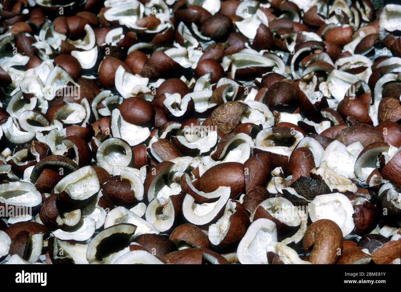 Coconut crop for pressing in Tahiti Stock Photo - Alamy