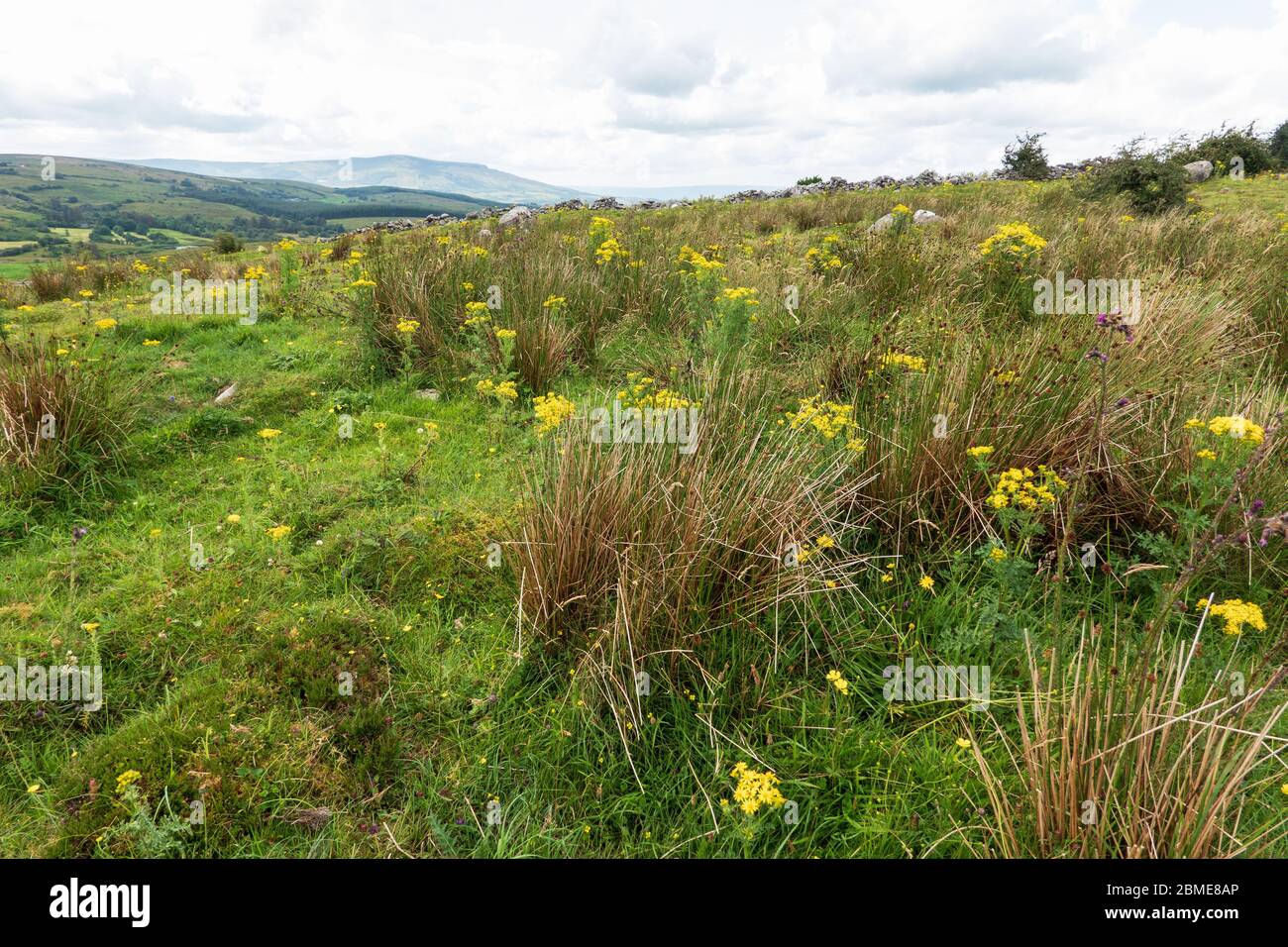 Cavan Burren Park, Geopark, Blacklion, Ireland Stock Photo - Alamy