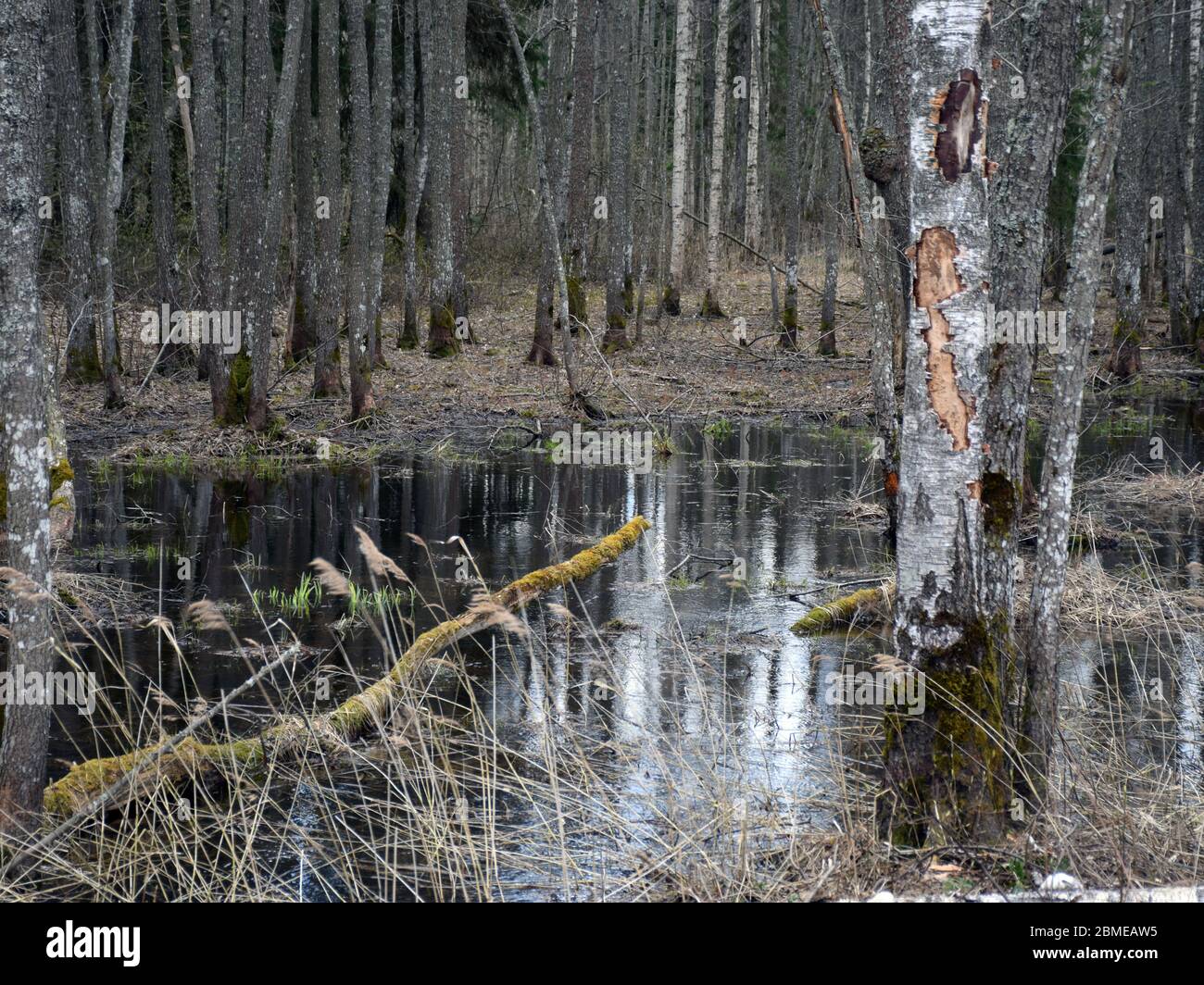 landscape with a small wild river, river banks covered with dry, old ...