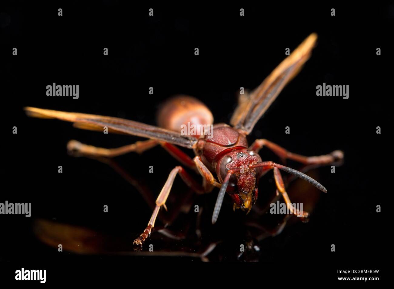 Polistes Carolina, Paper Wasp, Red Wasp isolated on black background ...