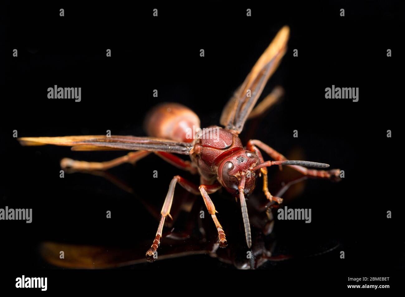 Polistes Carolina, Paper Wasp, Red Wasp isolated on black background ...