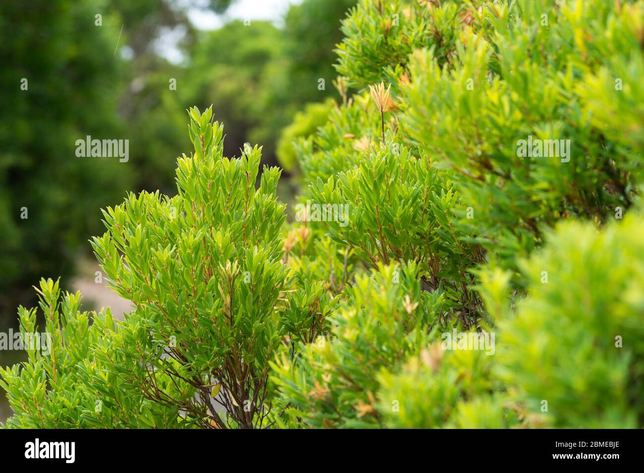 Lush green Australian native flora Stock Photo - Alamy