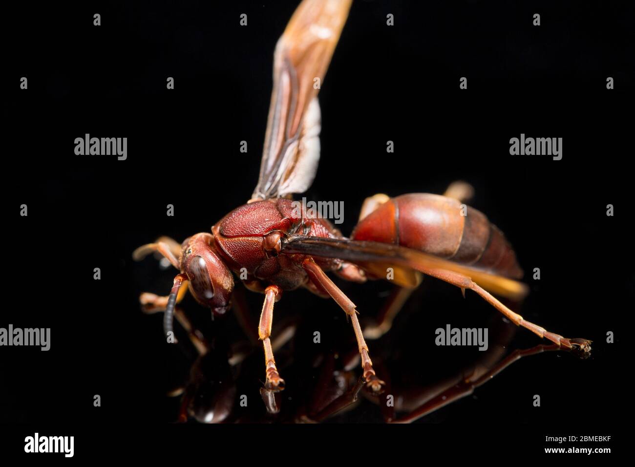 Polistes Carolina, Paper Wasp, Red Wasp isolated on black background ...