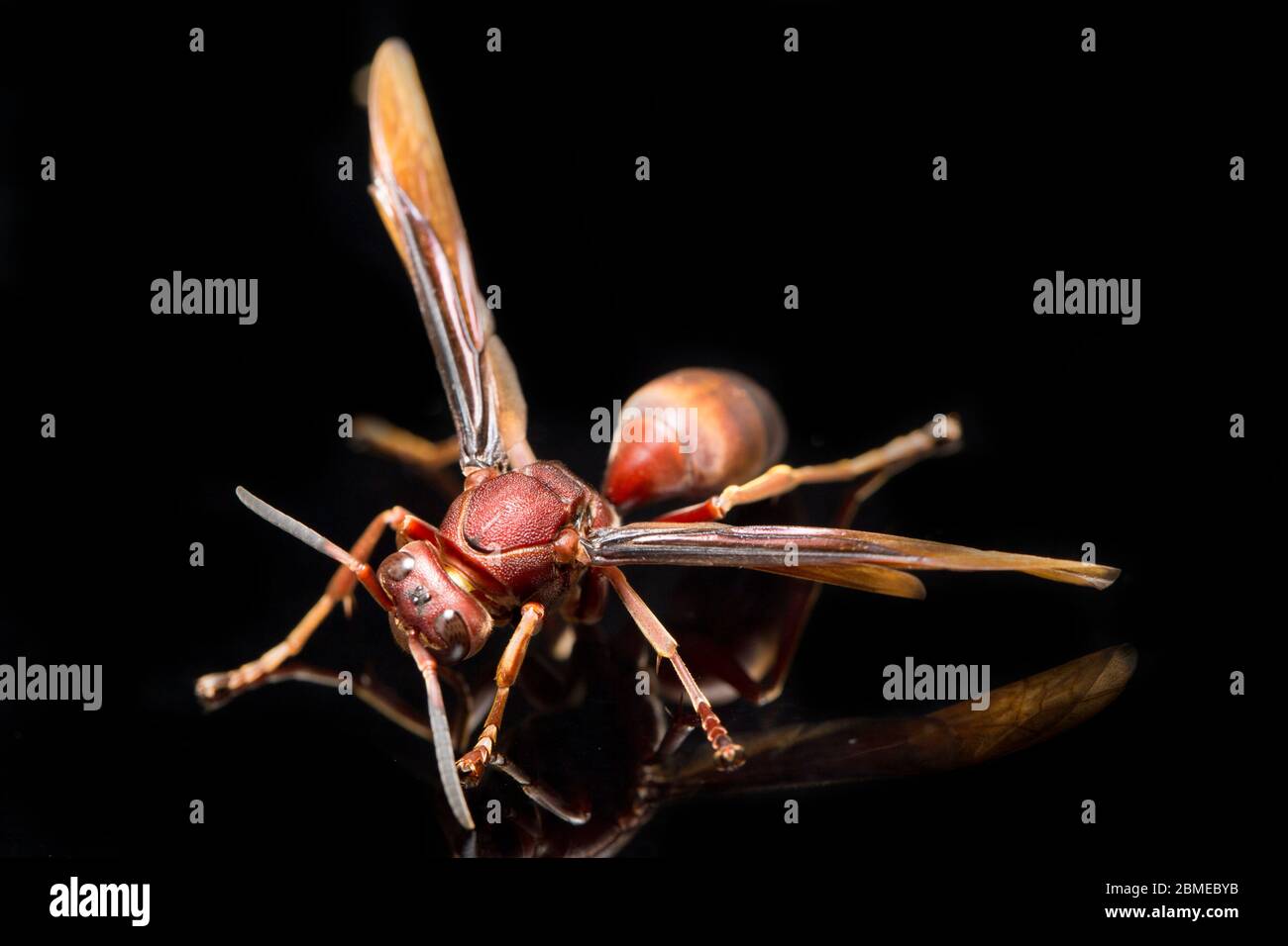 Polistes Carolina, Paper Wasp, Red Wasp isolated on black background ...