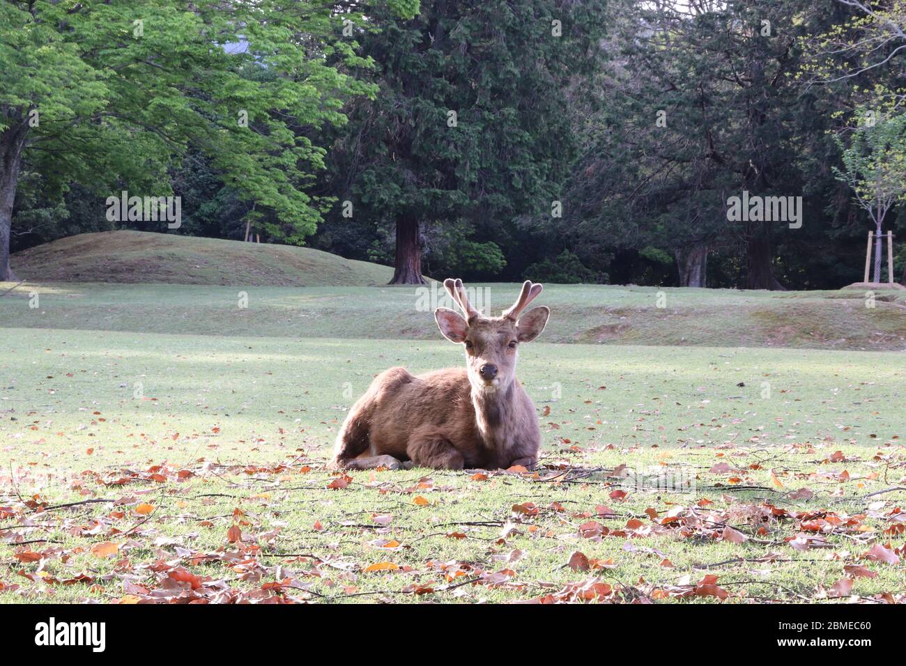 Deer paradise hi-res stock photography and images - Alamy