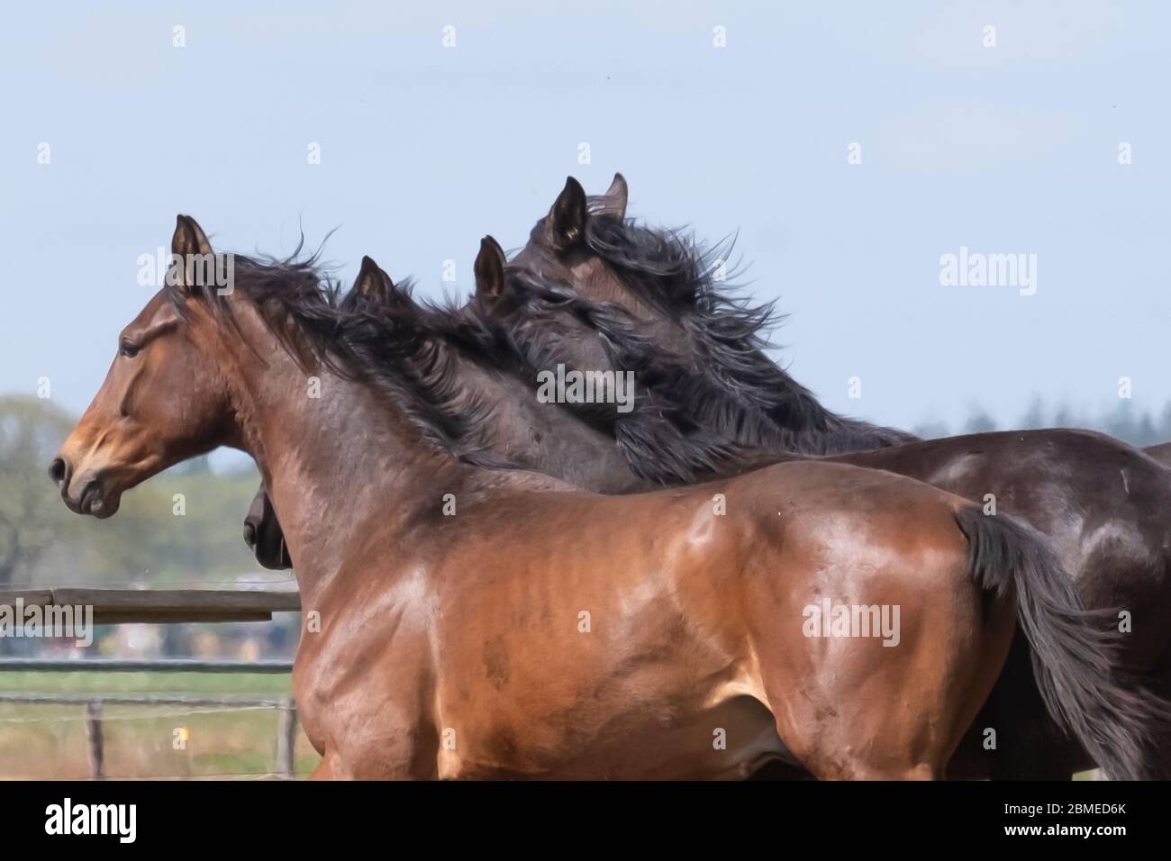 Four heads of stallion horses, at a sunny day. Galloping dressage horse ...