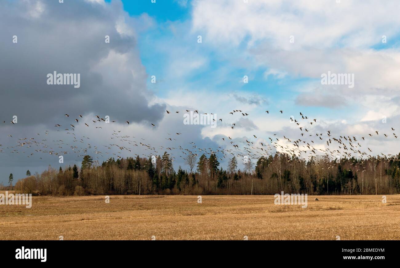 landscape with goose barn in the field, agricultural fields with fresh ...