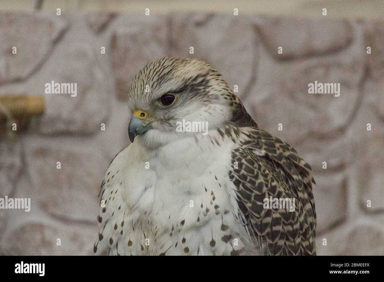 The detailed view of a hawk head Stock Photo - Alamy