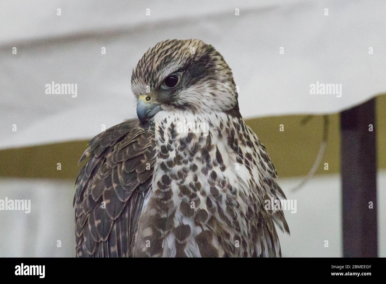 The detailed view of a hawk head Stock Photo - Alamy