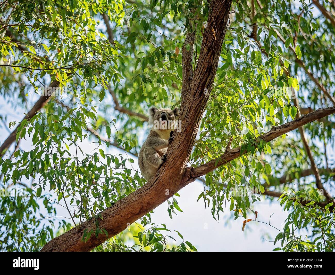 An Australian koala sitting on the branch of a tree in his native ...