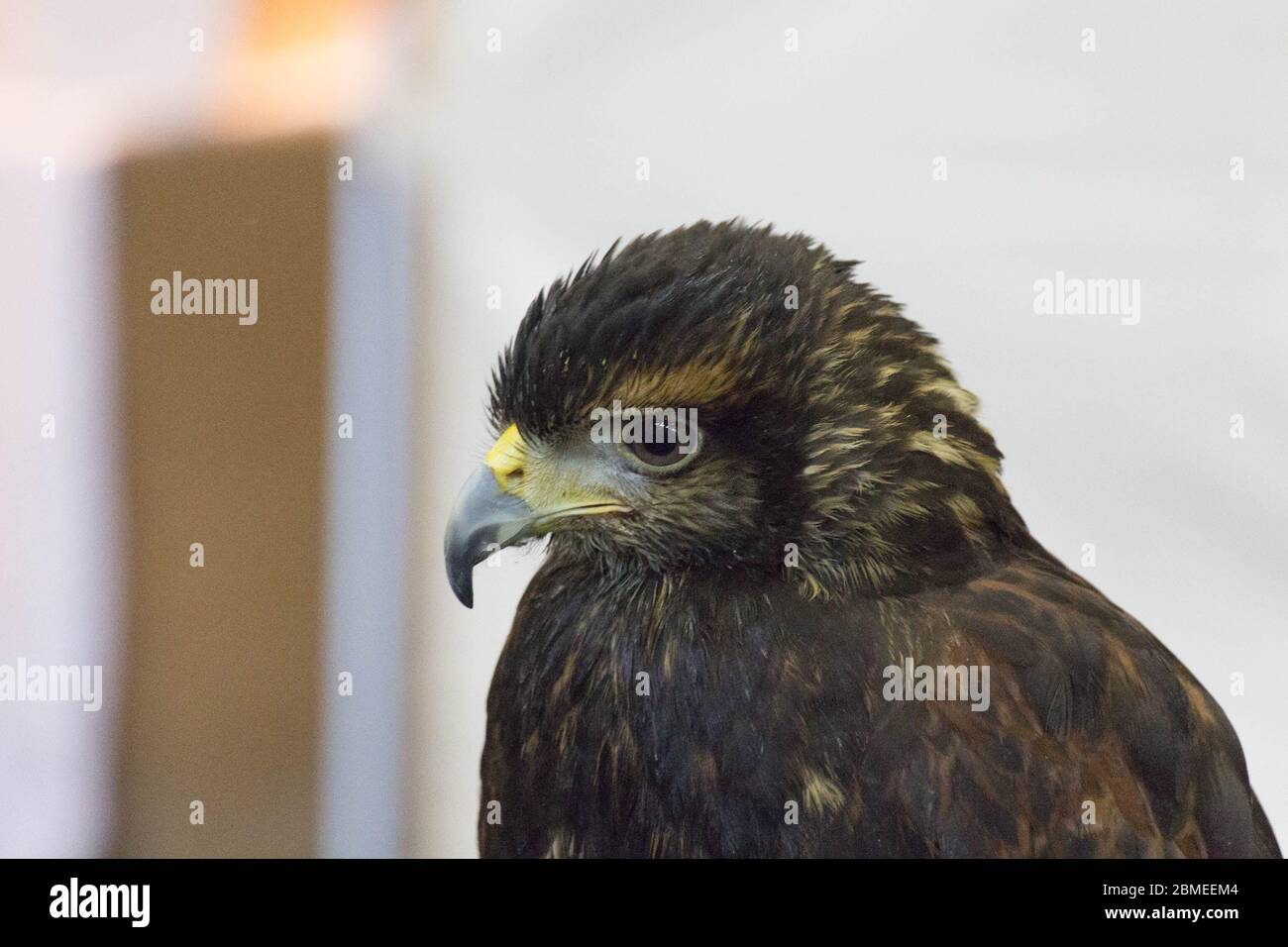 The detailed view of a hawk head Stock Photo - Alamy