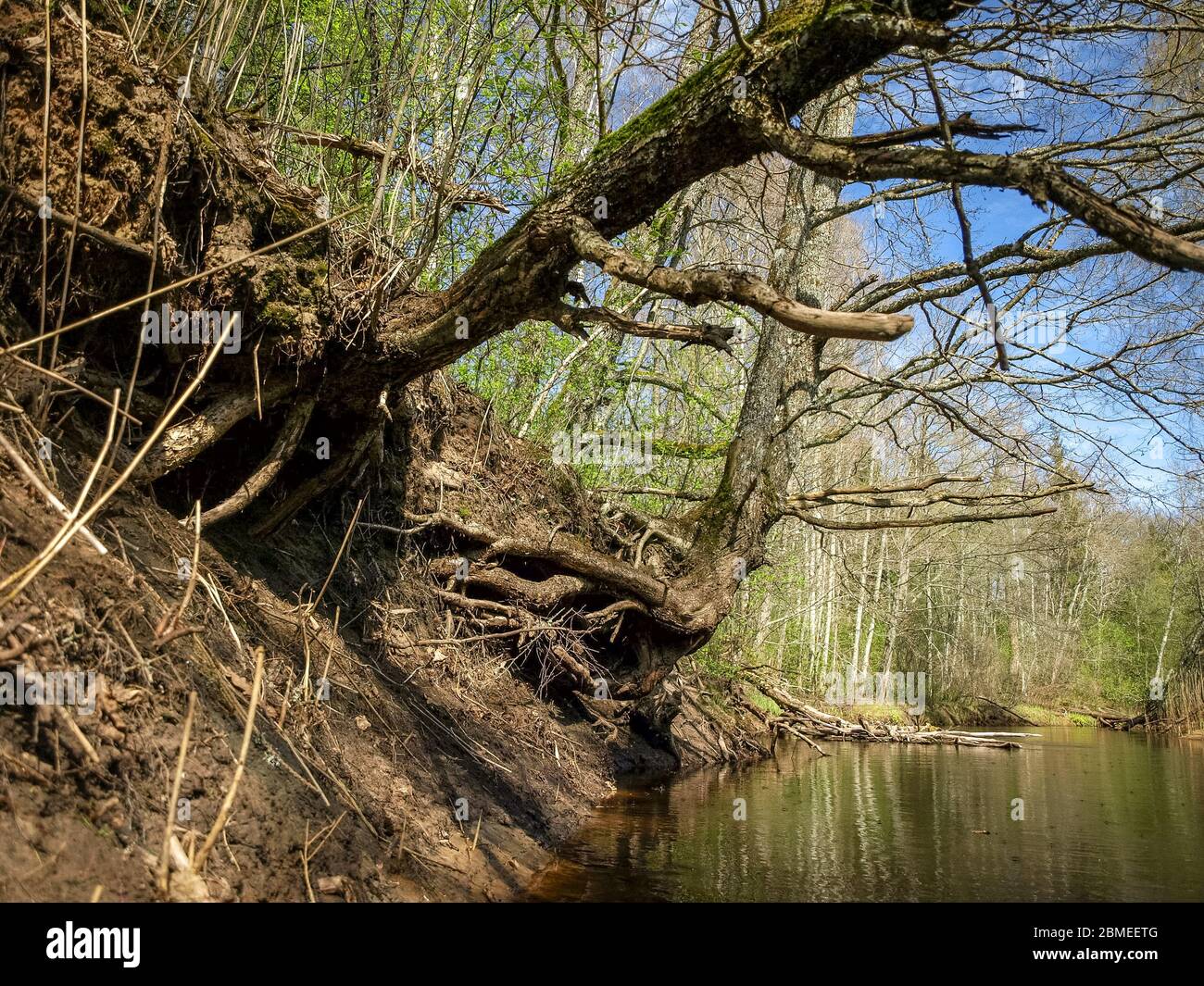 landscape with river bank, tree roots on the trunk of the river bank ...