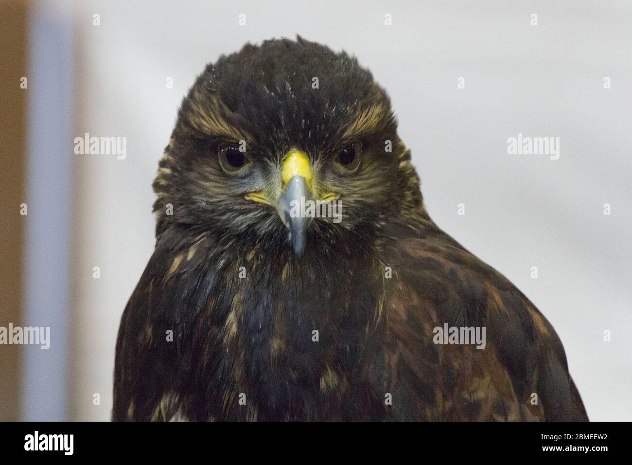 The detailed view of a hawk head Stock Photo - Alamy